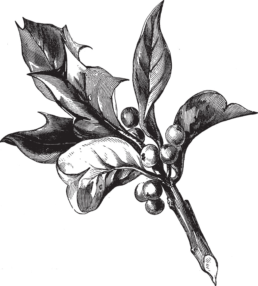 Xiang Sha Yang Wei Wan 香砂养胃丸 EXP 08/26 — Chi Herbal